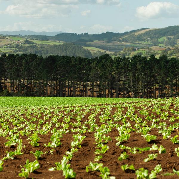 Our Farms - LeaderBrand