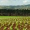 Our Farms - LeaderBrand