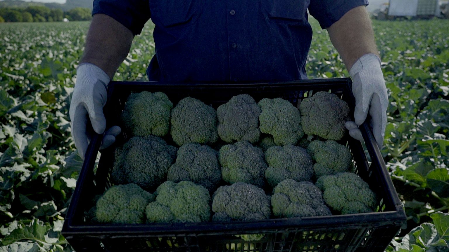 BROCCOLI - LeaderBrand