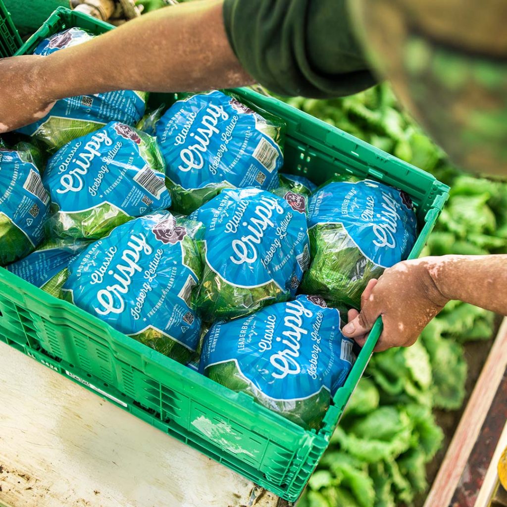 LETTUCE - LeaderBrand