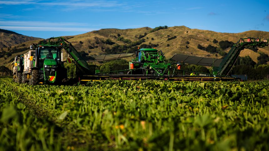 SQUASH - LeaderBrand