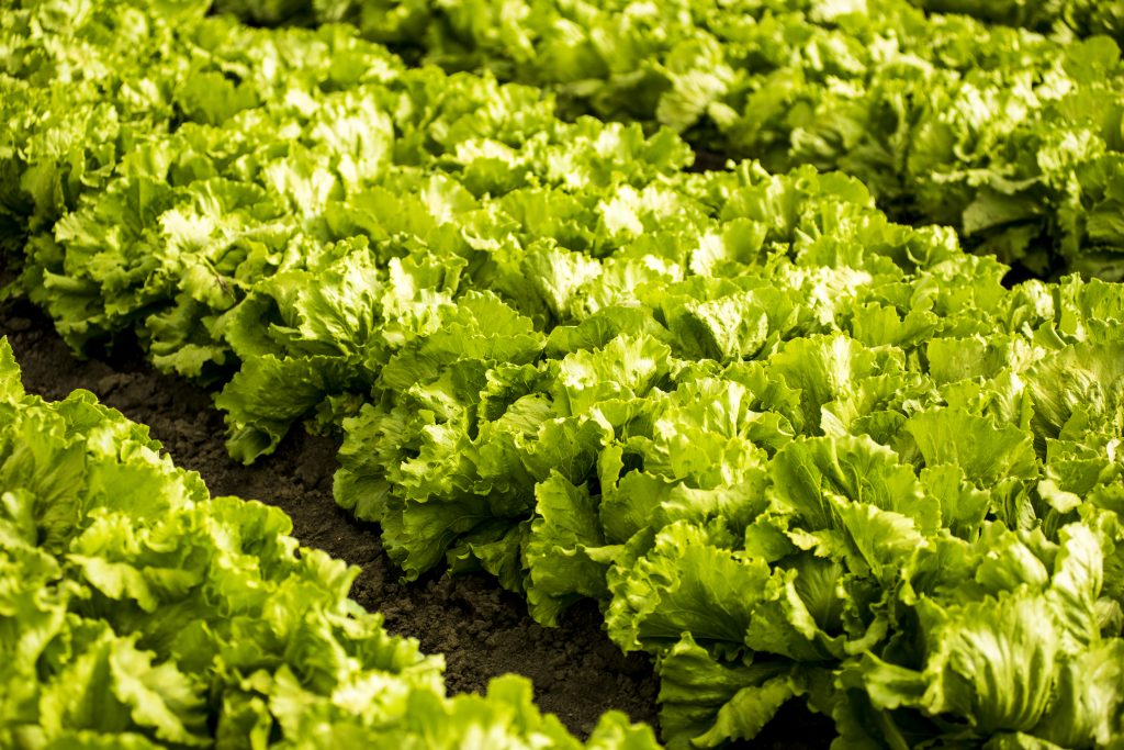 LETTUCE - LeaderBrand