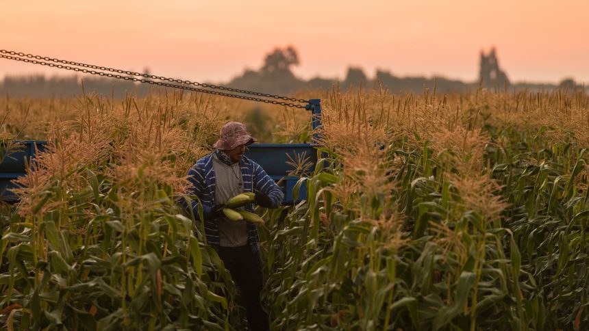 Summer has officially started, Sweetcorn is here! - LeaderBrand