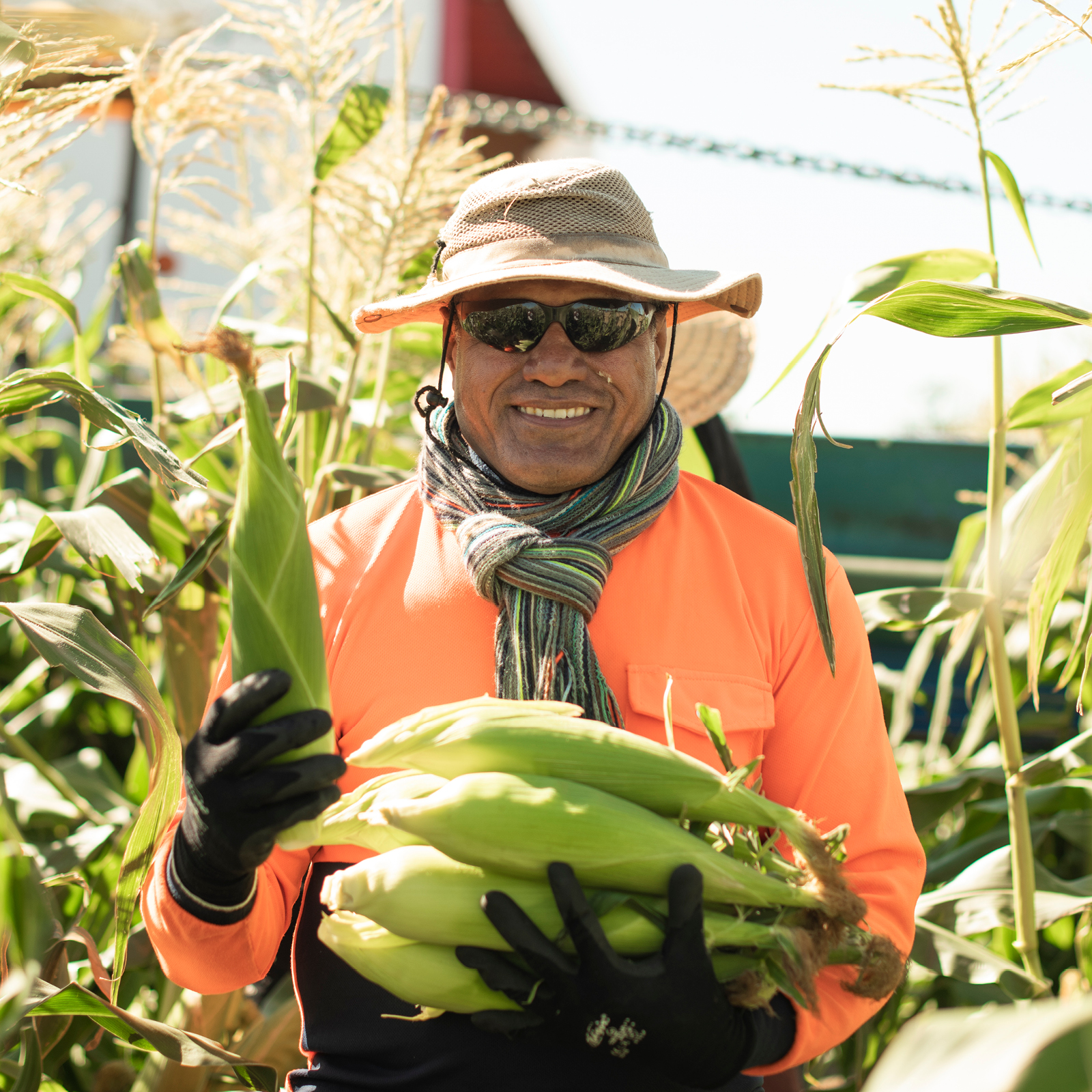 Summer has officially started, Sweetcorn is here! - LeaderBrand