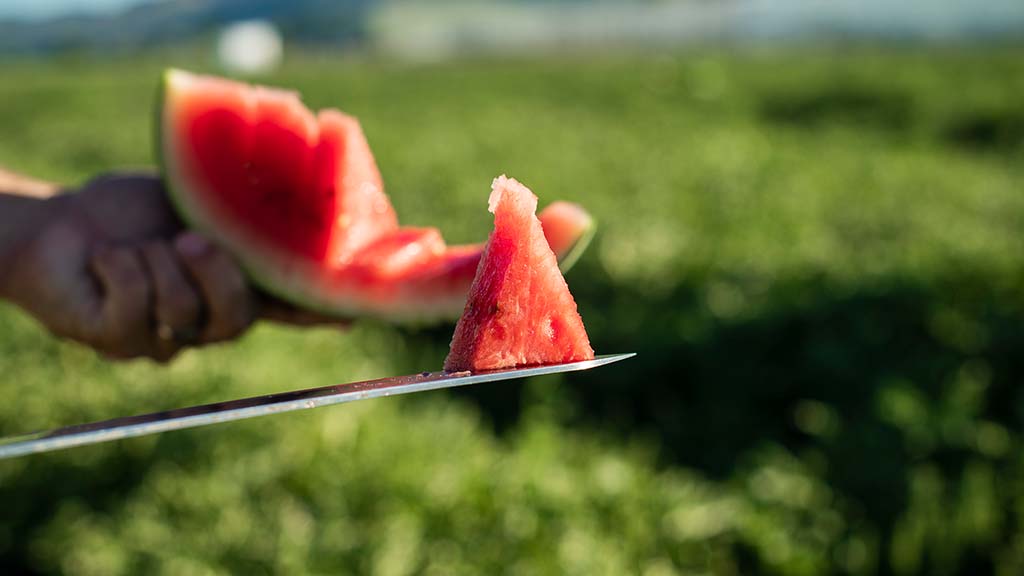 Watermelon is the taste of summer, it’s just a little late to the party ...