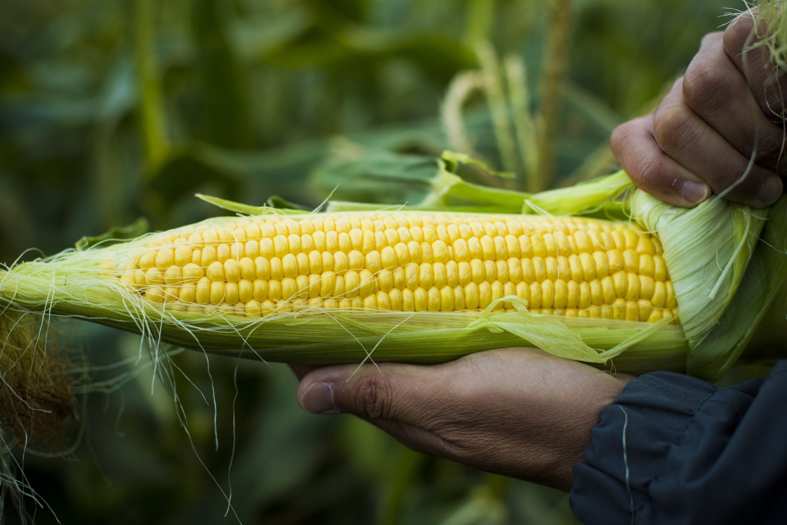 SWEET CORN SEASON IS FINALLY HERE! - LeaderBrand